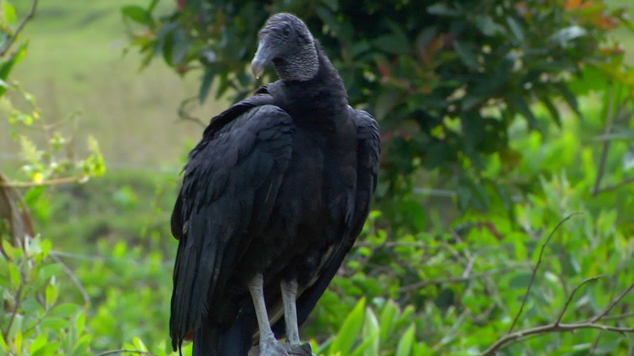 Los gallinazos y su importancia en el planeta - YouTube