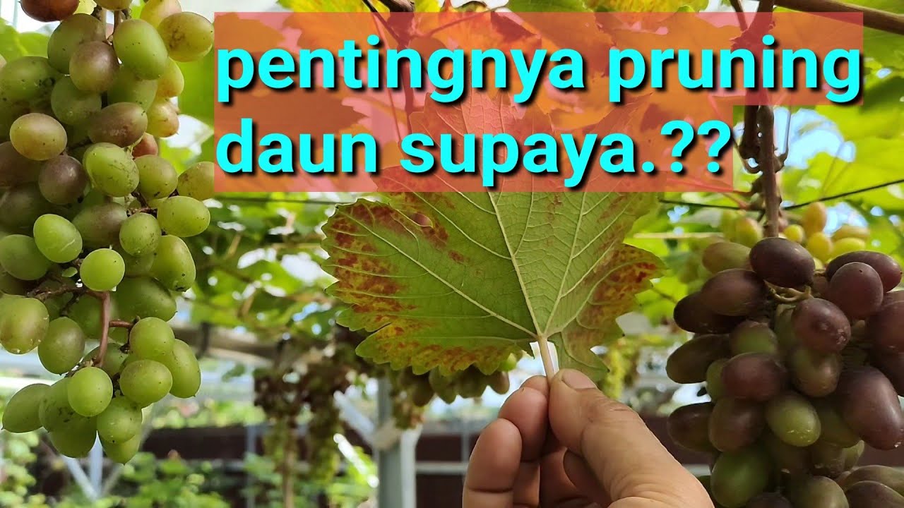 Pruning Daun Anggur Yang Sedang Berbuah - YouTube