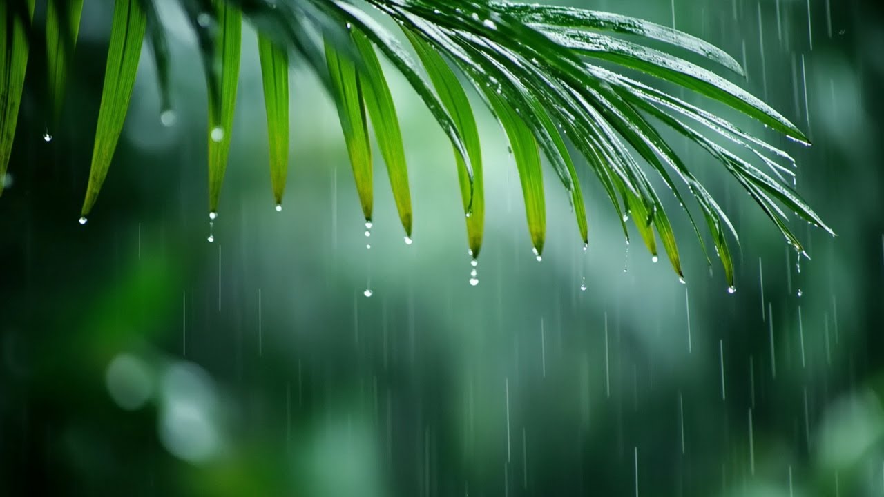 Relaxing Music & Rain Sounds for Sleep and Reduce Anxiety / Healing Of ...