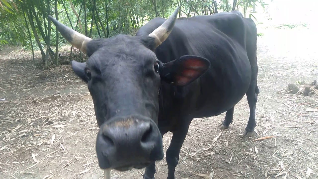 cow market /dairy cow price / gavi gorur price /BD life traler ...