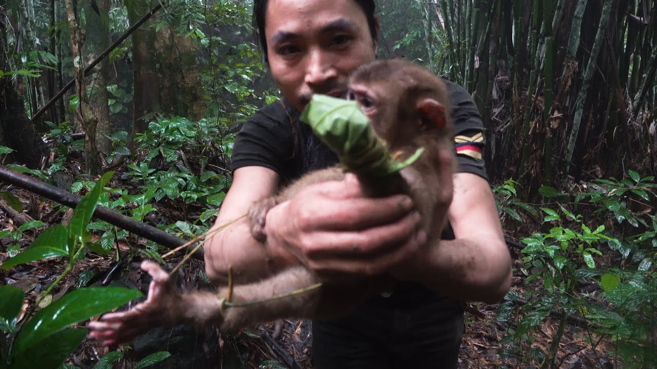 Rescue a monkey in distress in the bamboo forest, Wilderness Alone ...