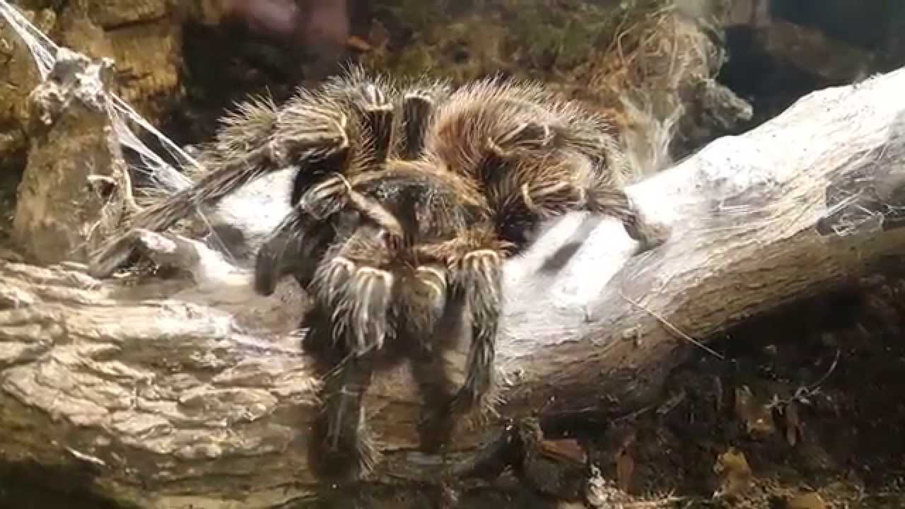 Lasiodora parahybana Spider aka the Brazilian salmon pink birdeater ...