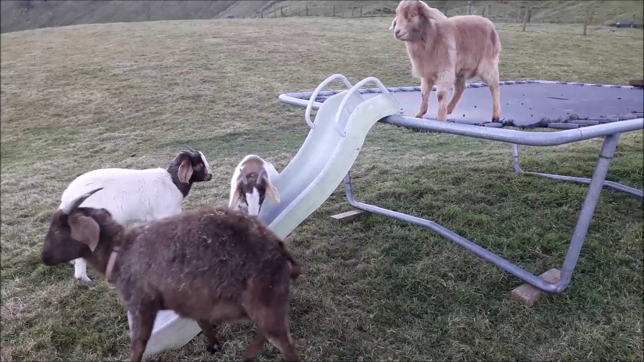Goat slide - YouTube