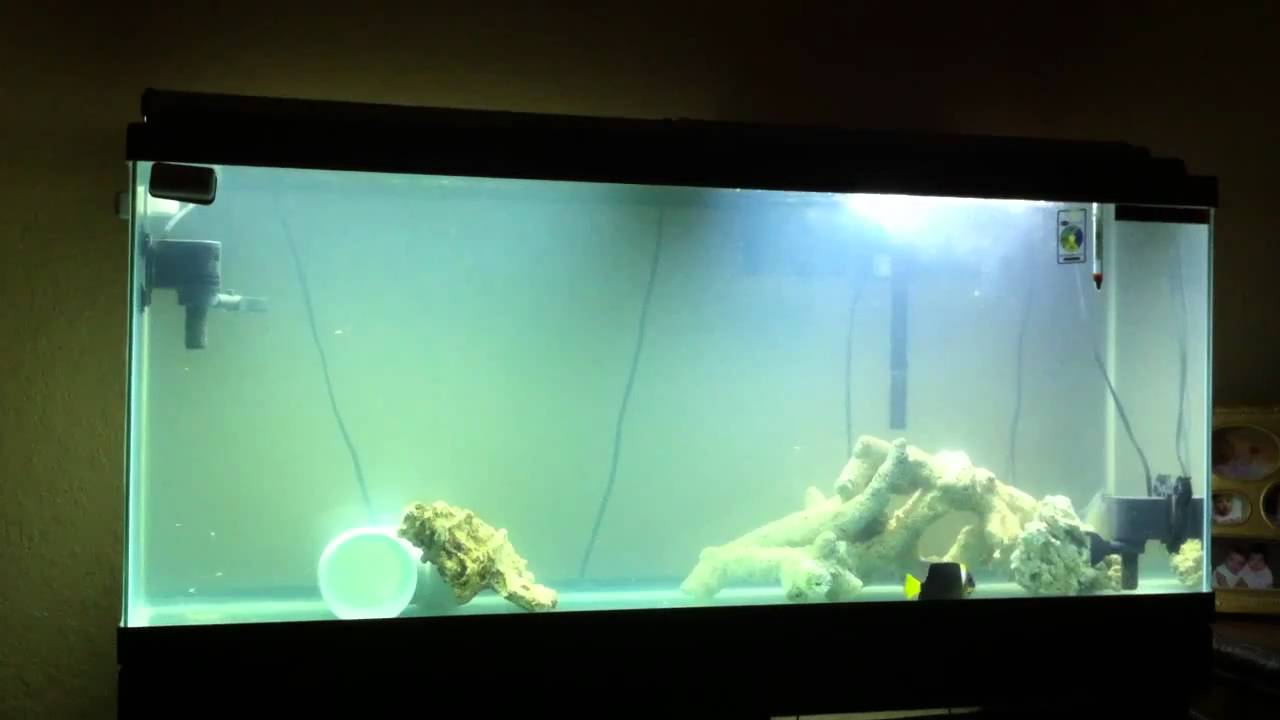Blueline and True Personifer Angelfish - YouTube