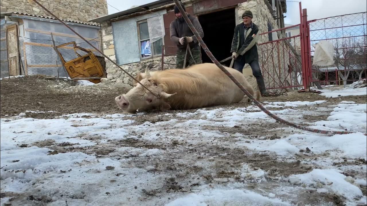 Забой быка / Подготовка к забою быка - YouTube