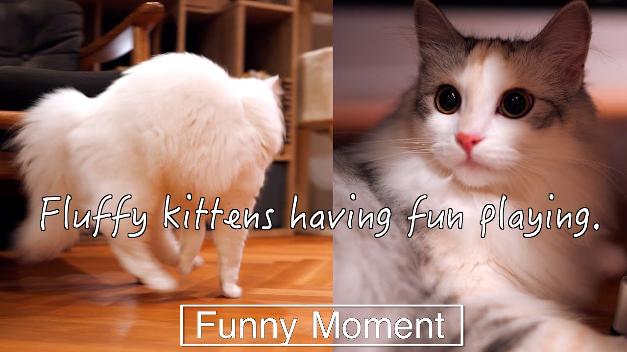 Funny Moment | Fluffy kittens having fun playing. - YouTube