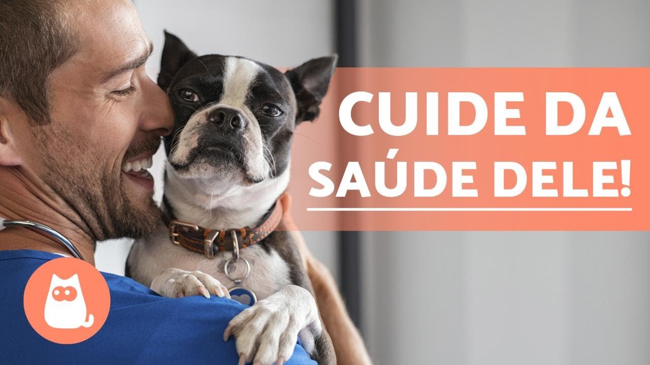 7 DICAS PARA CUIDAR DA SAÚDE de seu CACHORRO 🐶💚 - YouTube