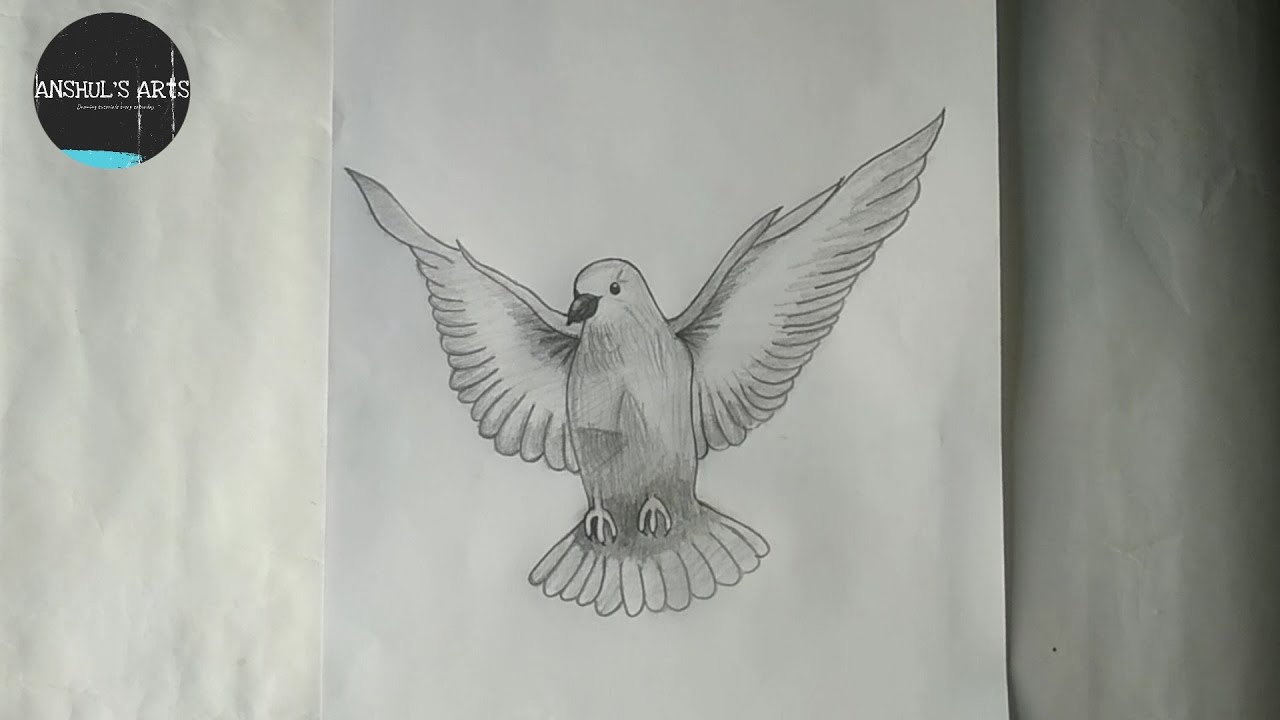 How to draw pigeon with pencil | white pigeon | with pencil easy - YouTube