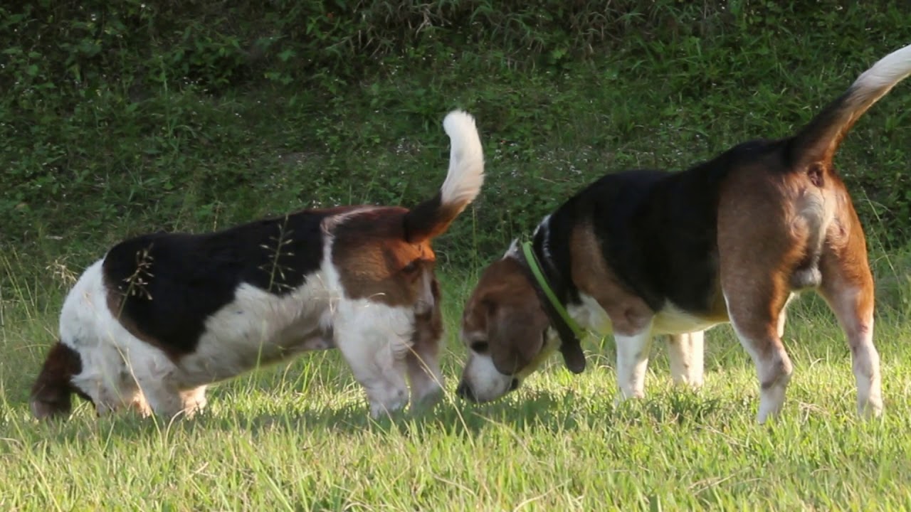 A DAY With My DOG | Luke The Beagle - YouTube