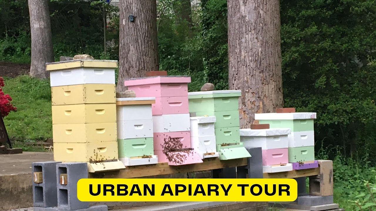 Urban Apiary Tour | Urban Beekeeping | Backyard Beekeeping | Northern ...