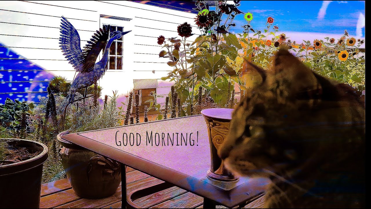 Coffee Time With Otis Cat - YouTube