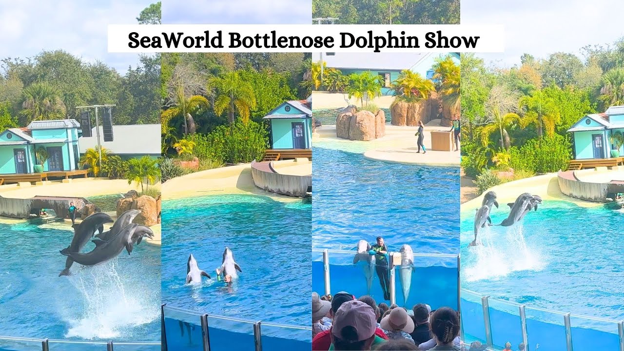 What you can see at SeaWorld's Dolphin Show | Bottlenose Dolphins - YouTube