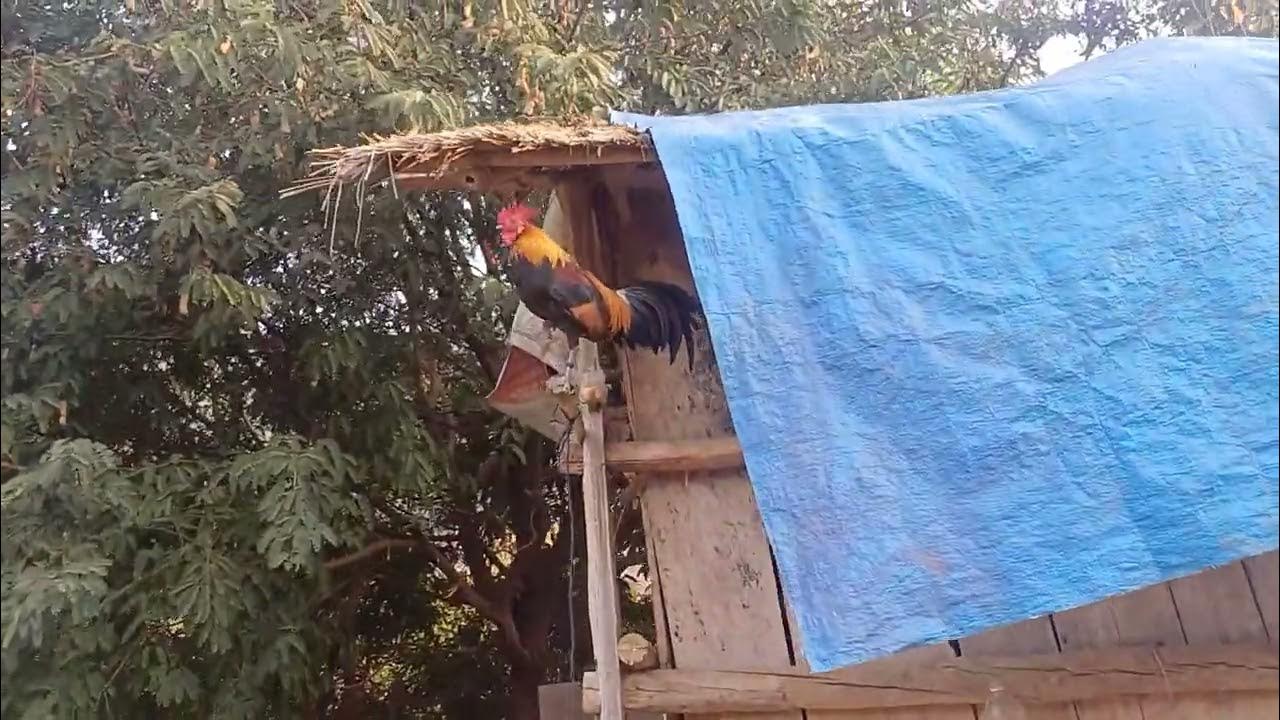 saib qaib dib ua ke nyiam nug tau nawb - YouTube