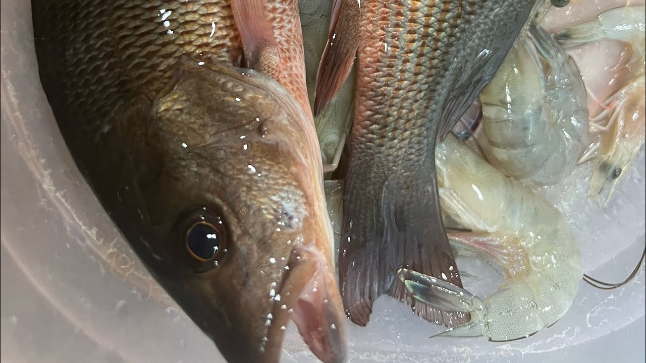 Fishing at Surfside Jetty Texas / câu cá mangrove snapper ở biển ...