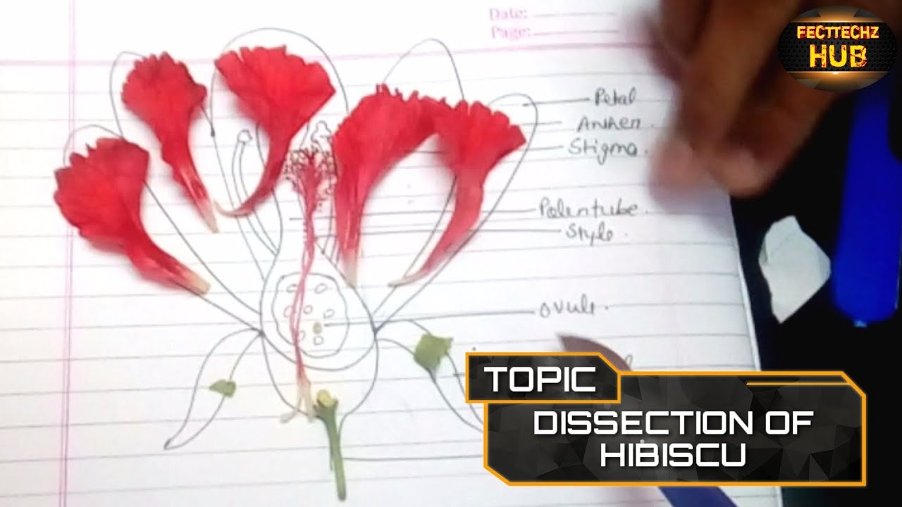 Dissection of Hibiscus Rosa Sinensis ||FacttechzHub - YouTube