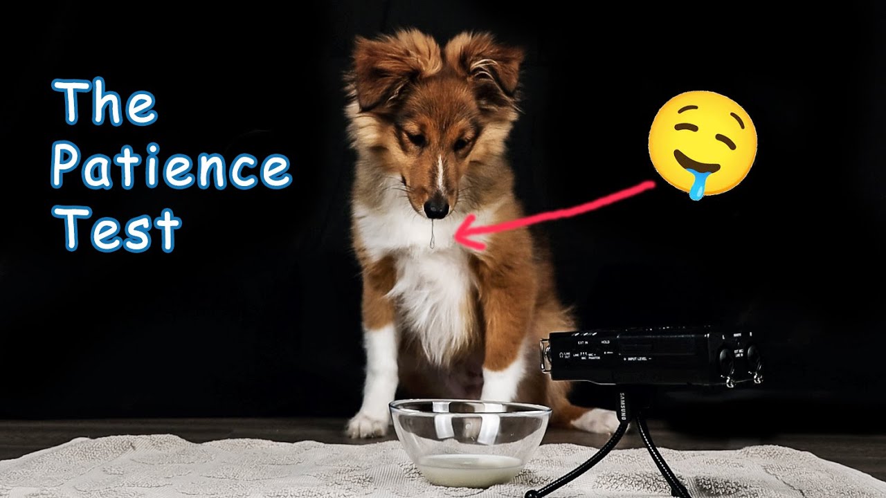 Cute Puppy Patience Test! 15 week old Sheltie Dog 🐶 Satisfying ASMR ...