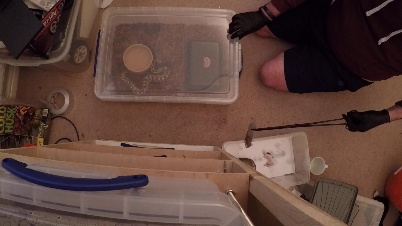 Feeding my collection of ball pythons - YouTube