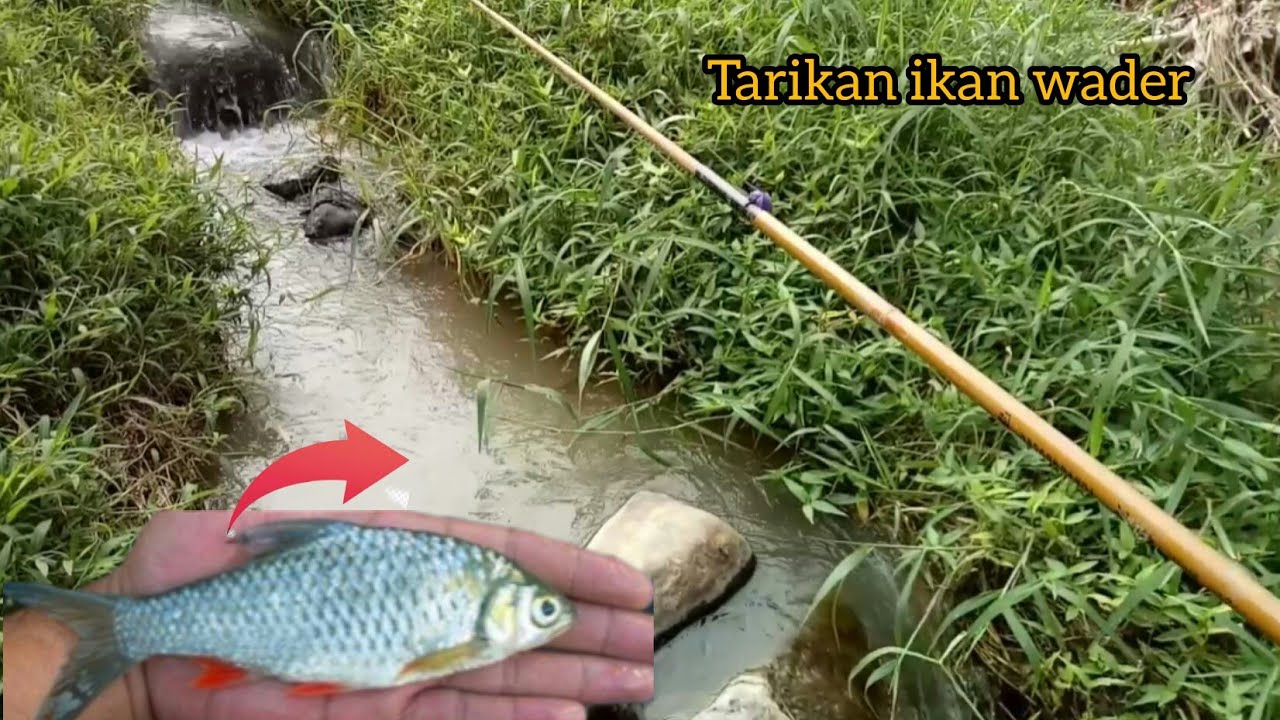 Mancing wader di rawa rawa - YouTube