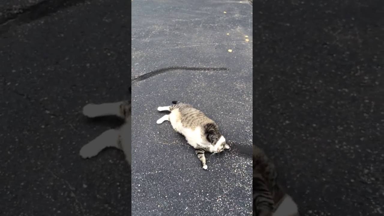Fat cat attempts to roll over - YouTube
