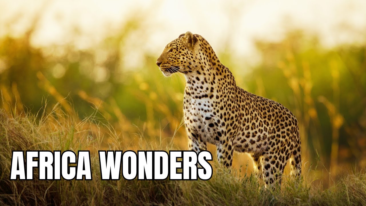 The African Wilderness: Wildlife Wonders | Savanna | Rainforest ...