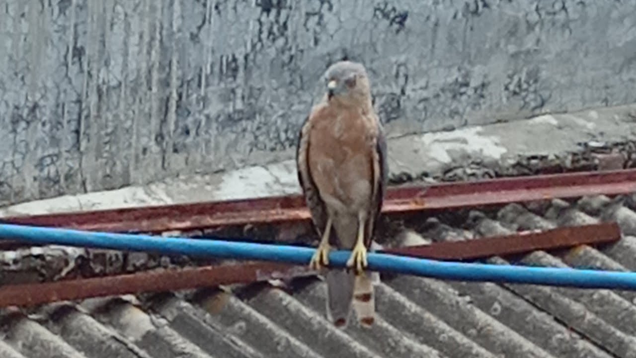 Sparrow Hawk predated and eating Lizard #sparrowhawk #lizard #food # ...