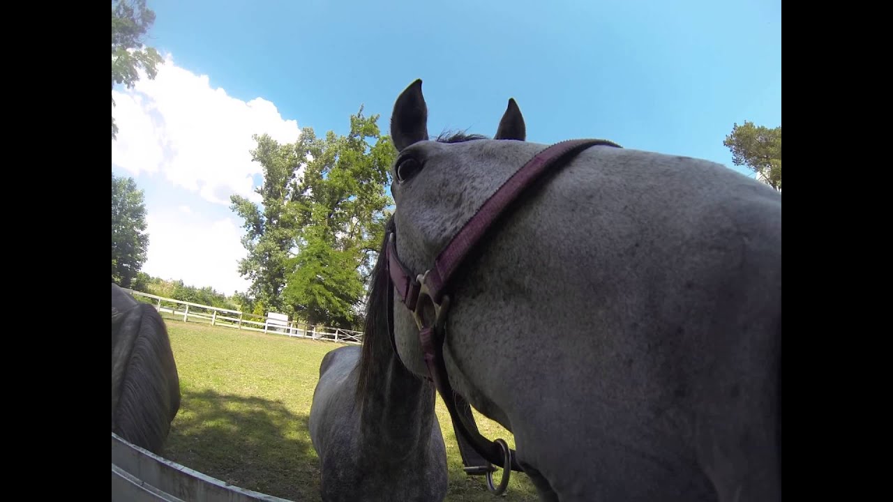 Horse likes GoPro - YouTube