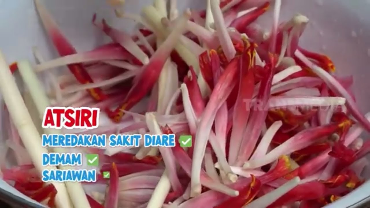Masak Bunga tepus Yang Kaya Manfaat | ENAH BIKIN ENAK (14/09/23) - YouTube