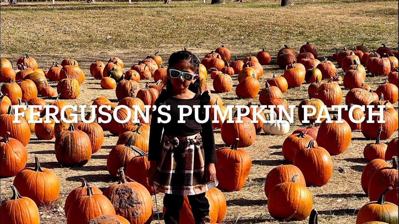 Ferguson’s pumpkin patch and apple orchards | Fun activities for kids ...