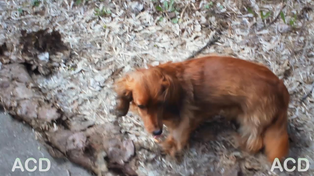 Wiener Dog Is Happy That It Is Spring - YouTube