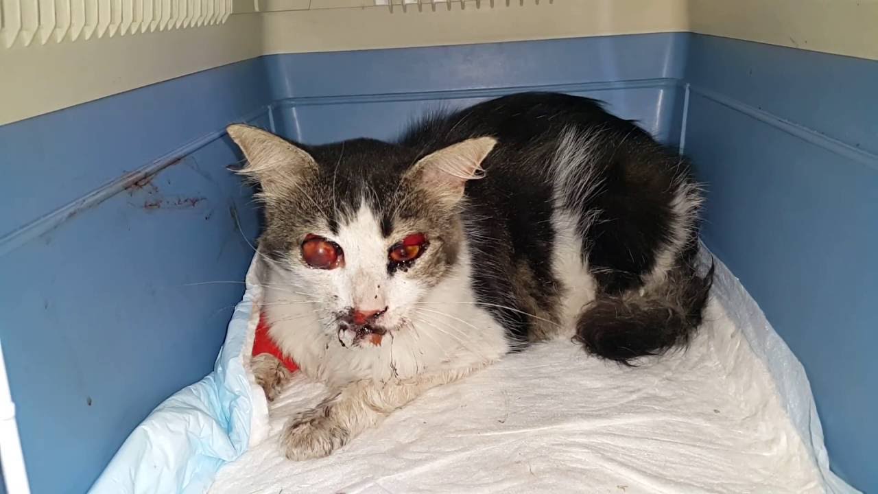 Fluffy Cat :( - Street tomcat BEATEN almost to DEATH in Plovdiv city ...