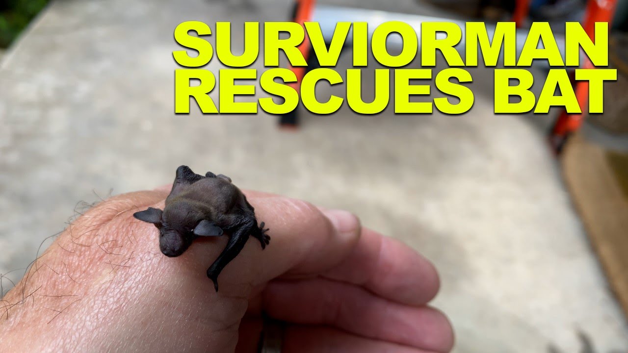Survivorman | Bat Rescue | Les Stroud - YouTube