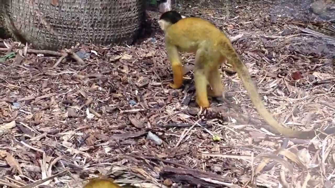Spider Monkeys play fighting in Wellington Zoo - YouTube