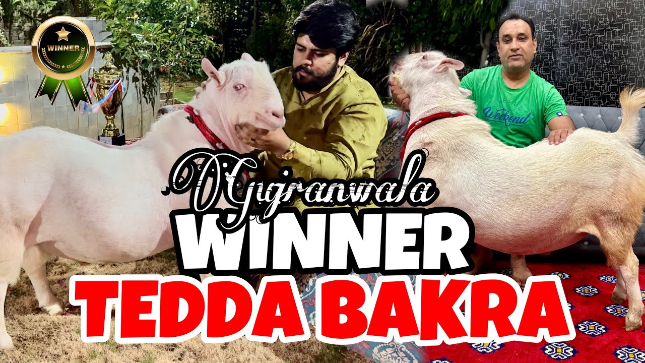 Tedda Bakra | World Biggest Tedda Bakra in Gujranwala | Oye Bhatti ...