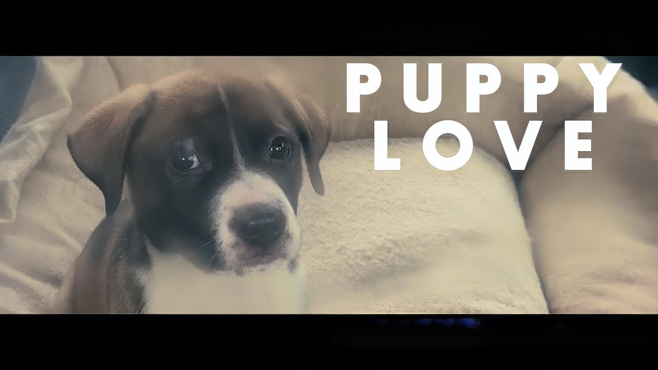 "PUPPY LOVE" – A Story Without Words | Short Cinematic Film (4K) - YouTube