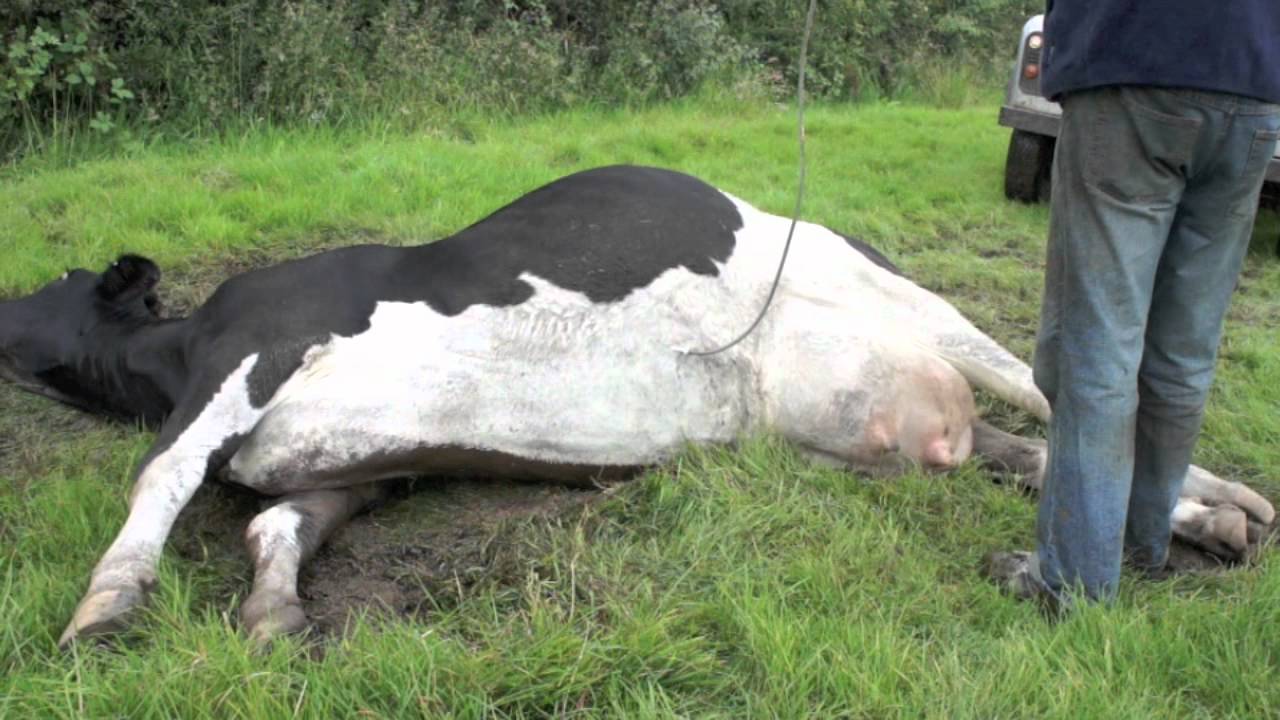 Cow Goes Down With Milk Fever YouTube