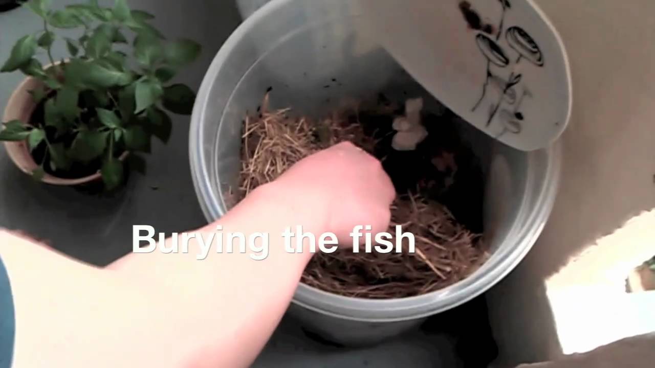 Composting Cooked Food?! - YouTube