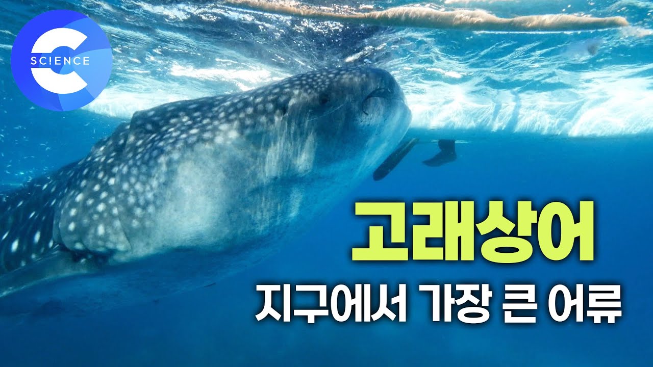지구에서 가장 큰 어류를 눈 앞에서 볼 수 있다면 필리핀 세부 오슬롭의 작은 어촌마을에서 고래상어와 수영하기 Youtube