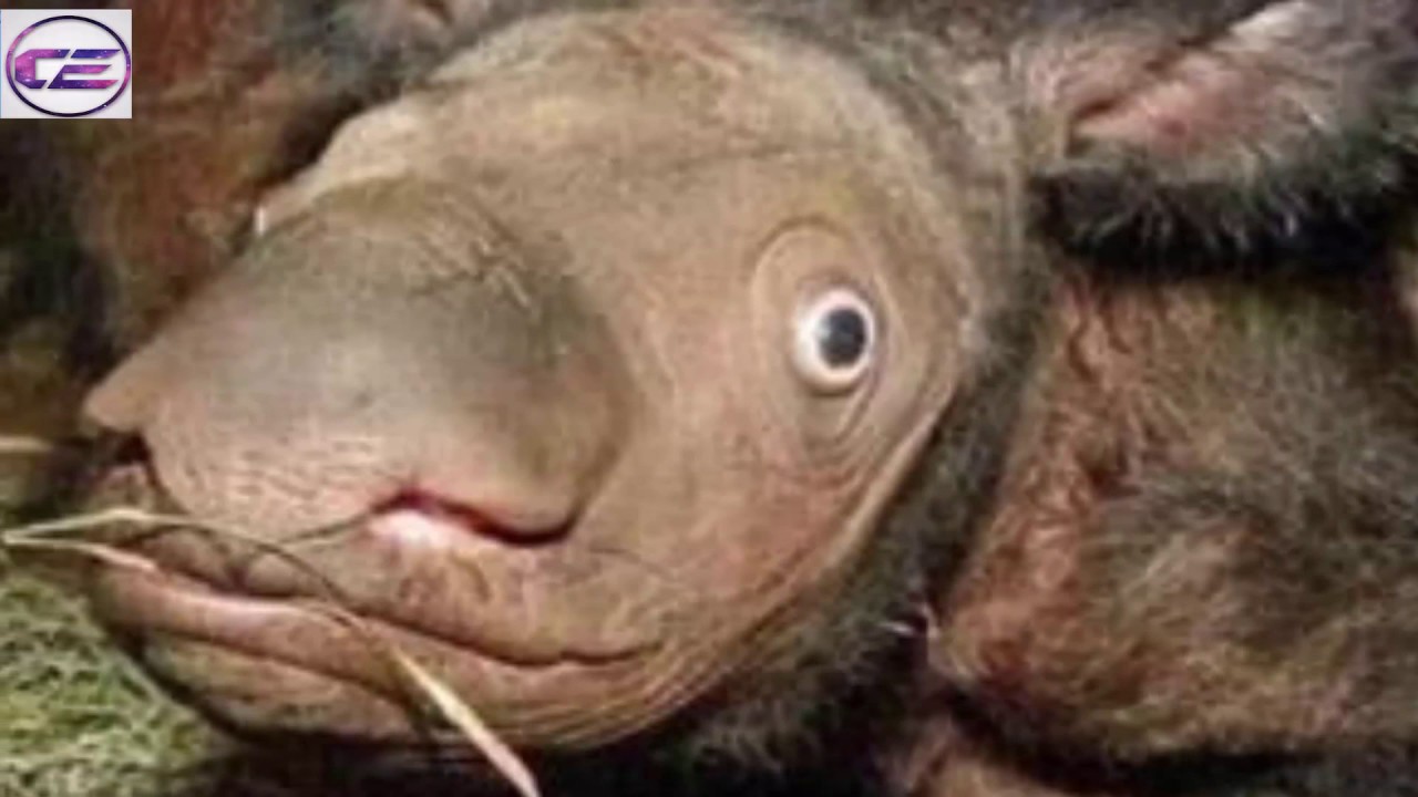 10 Abnormally Large Animals That Actually Exist in the world - YouTube