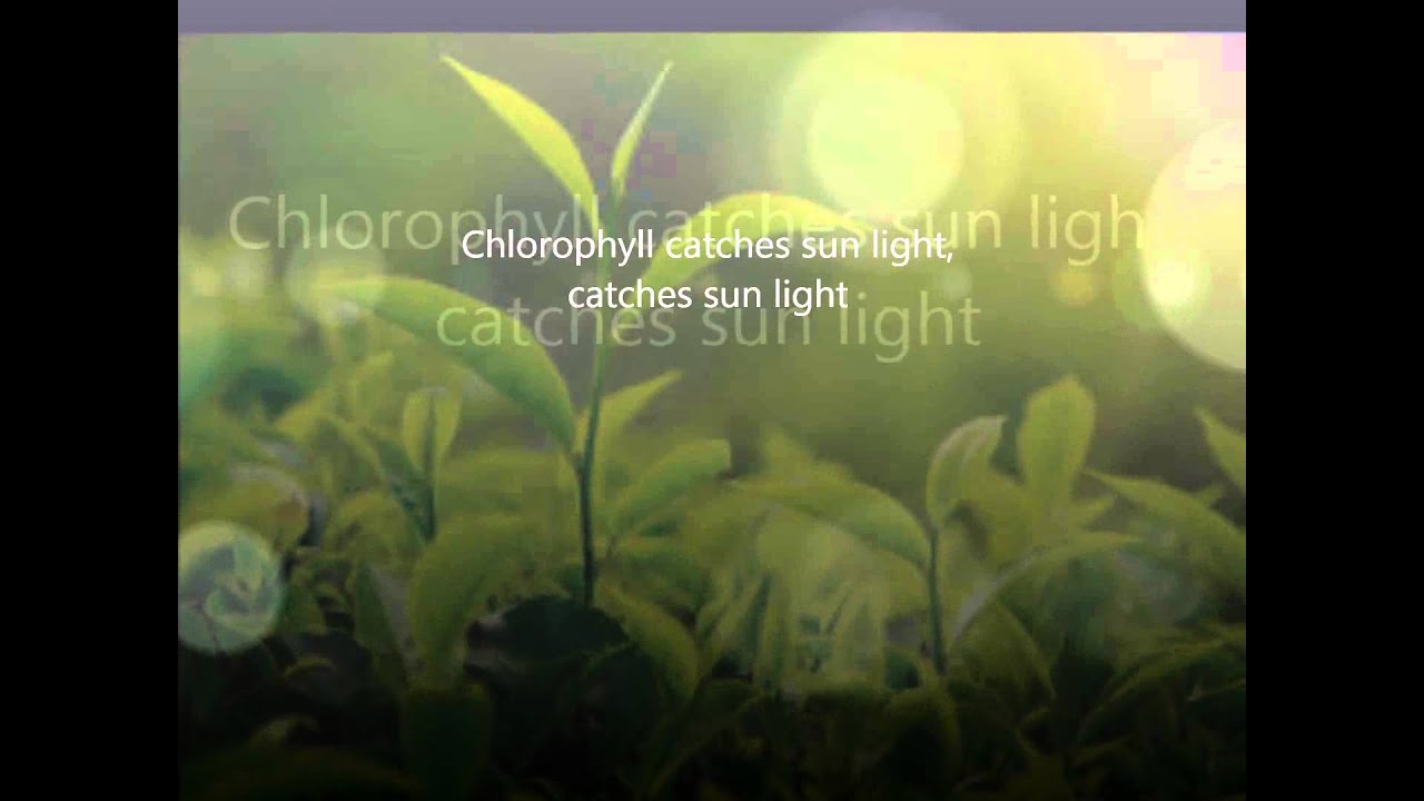 Photosynthesis (Background music is a kareoke version of "Radioactive ...