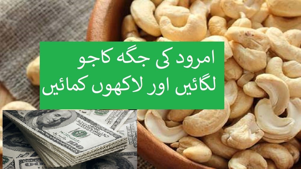 Kaajo ki kashat | Cashew Nuts Cultivation in Pakistan and India. - YouTube