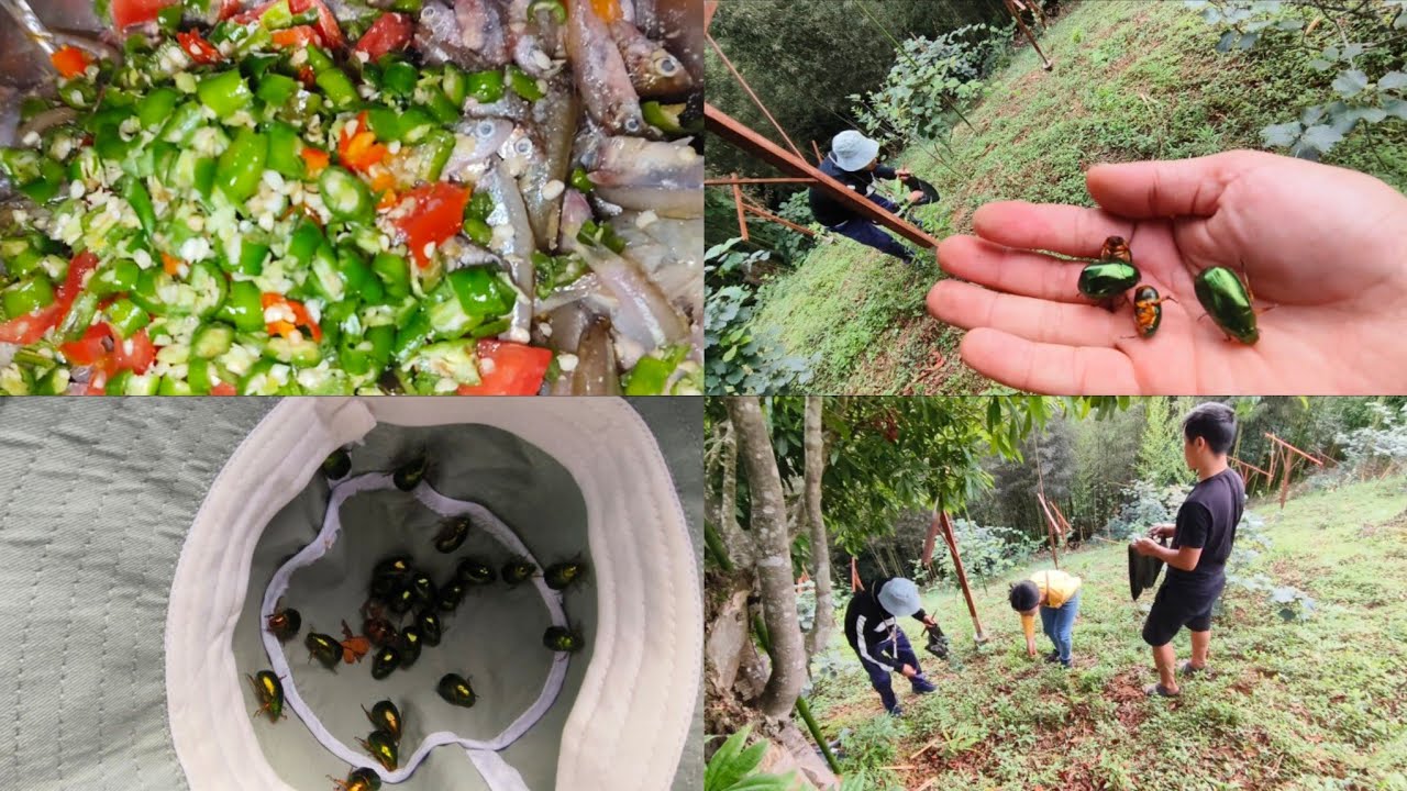 collecting famous edible insect in Farm | with Fingerlings recipe ...