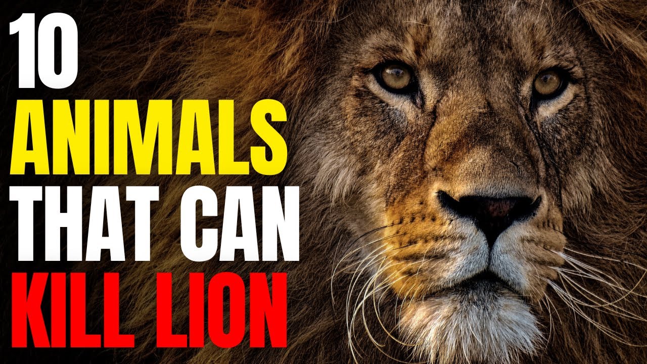 10 animals that Can kill lion - YouTube