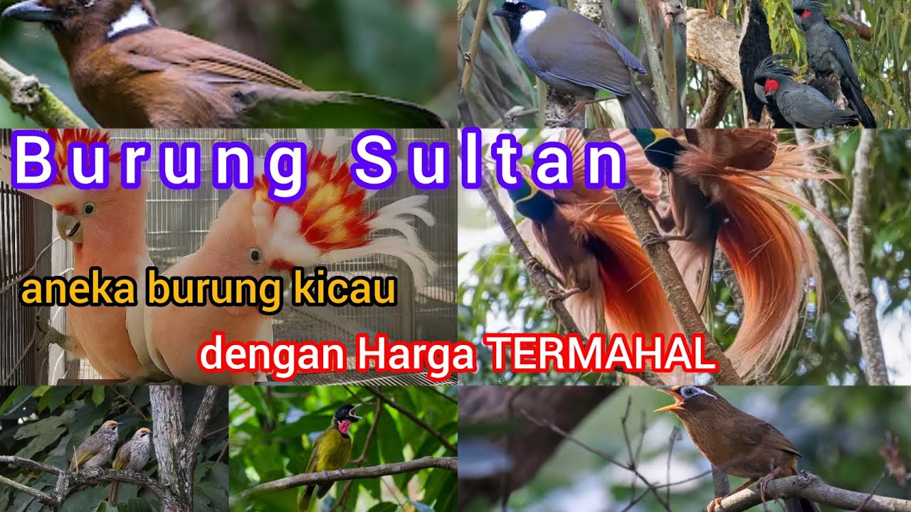 burung TERMAHAL, kelas SULTAN di kalangan penghobi kicau. - YouTube