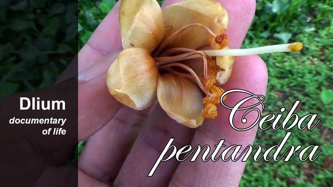 Kapok tree (Ceiba pentandra) - part 4 - YouTube