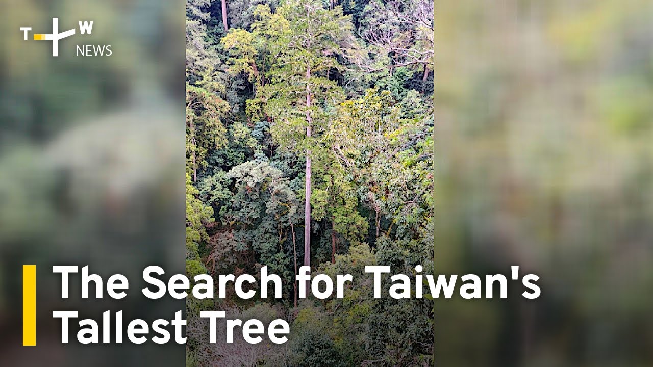 The Search for Taiwan's Tallest Tree | TaiwanPlus News - YouTube
