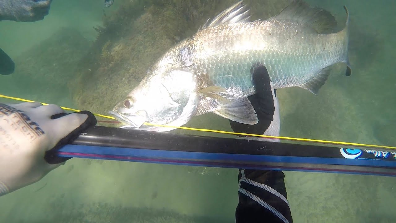 Spearfishing Australia - FNQ Coast Spearin - YouTube