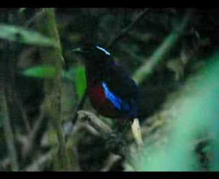 Black-headed Pitta