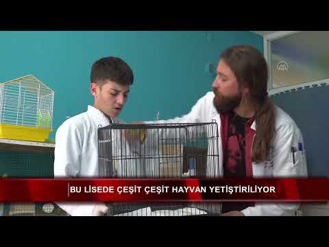 Bu lisede çeşit çeşit hayvan yetiştiriliyor 🐰🐓🐑🦆🦜
