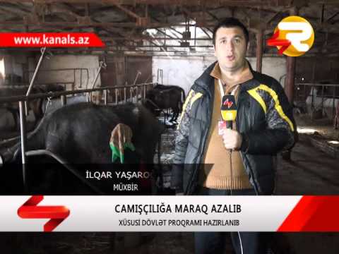 SHEKIDE CAMISCILIGIN INKISAFI