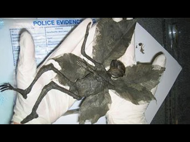 Real Fairy Sightings The Paranormal Database Fairy Sightings